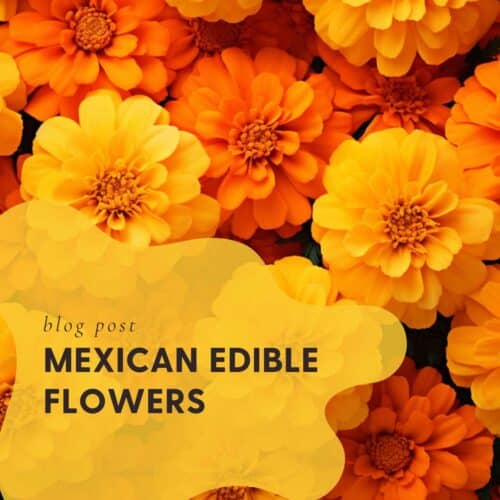 Your Guide to Mexican Edible Flowers (and their nutrition benefits)